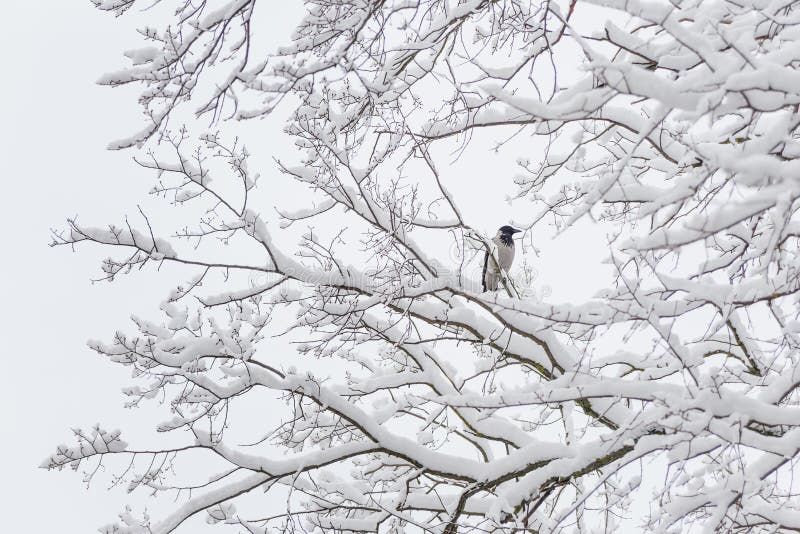 182 Crow Snow Covered Tree Stock Photos - Free & Royalty-Free Stock ...