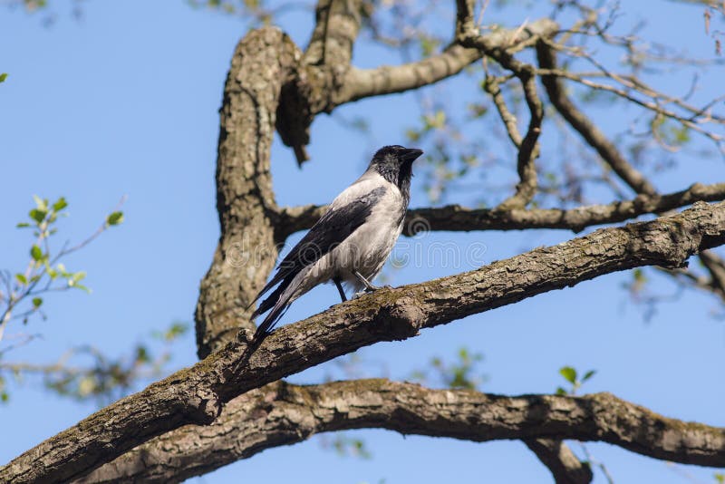 Crow in spring stock image. Image of feather, season - 55755005