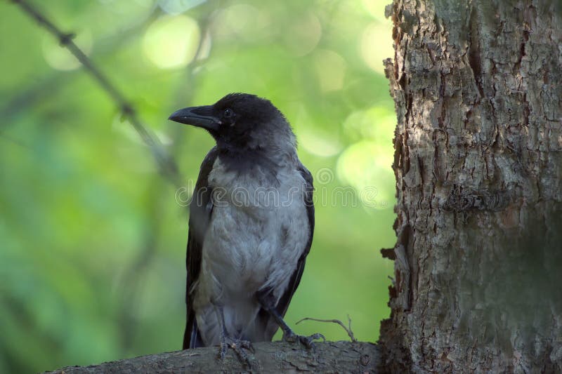The Crow Sitting on a Spruce Branch in a Summer Forest Stock Image ...
