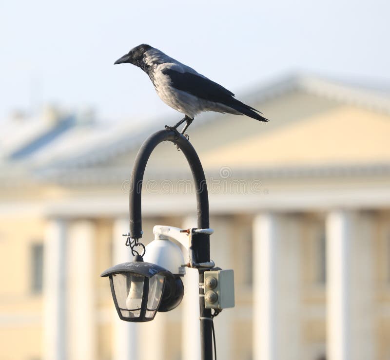 Crow is Sitting on a Street Lamp Stock Photo - Image of modern, crow ...