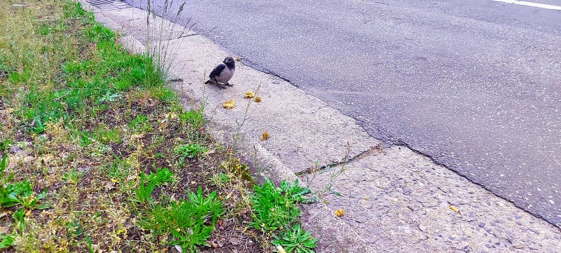 Spy Crow Sitting in Top of Wooden Chair Stock Photo - Image of wings ...