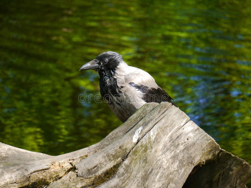 A Crow Sitting on the Street Light Over Blue Sky Stock Photo - Image of ...