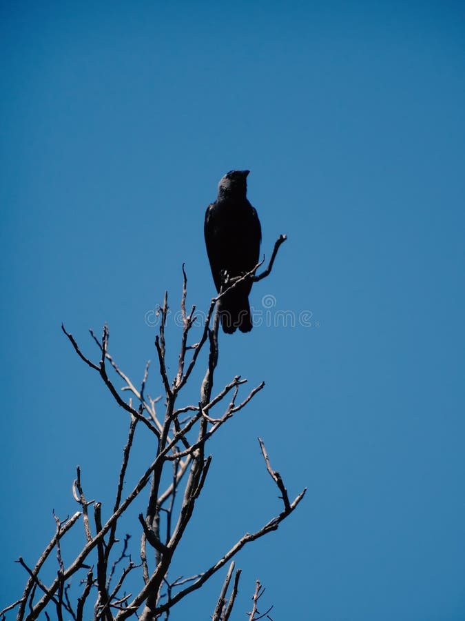 Crow Sitting on a Tall Tree, Wildlife Stock Image - Image of background ...