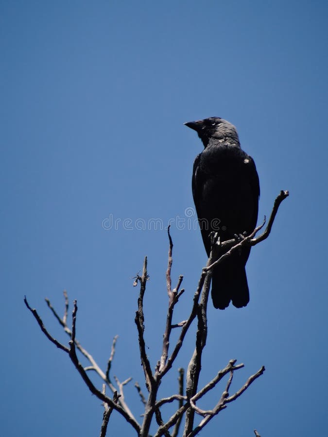 Crow Sitting on a Tall Tree, Wildlife Stock Image - Image of closeup ...