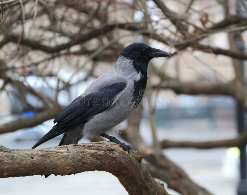 Crow is Sitting on a Tree Branch Stock Photo - Image of closeup, bird ...