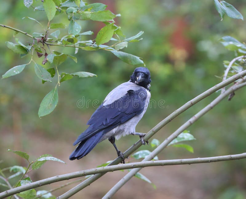 Crow is Sitting on a Tree Branch Stock Image - Image of wildlife, wild ...