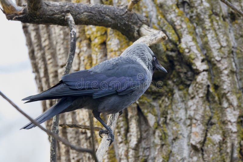Crow Sitting on a Tree Branch Stock Image - Image of feather, nature ...