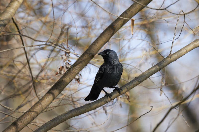 A Crow Sitting on a Tree Branch Stock Photo - Image of beak ...