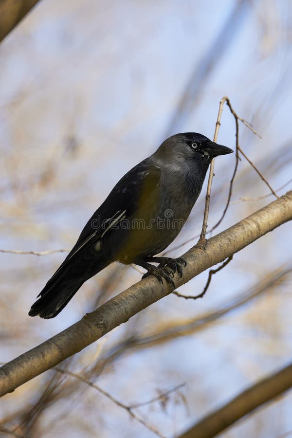 A Crow Sitting on a Tree Branch Stock Image - Image of black, animal ...