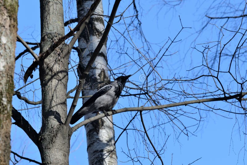 Crow Sitting on a Tree in the Forest on a Background of the Blue Sky ...