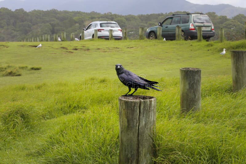 Crow sitting on tree stump stock photo. Image of stump - 262602180