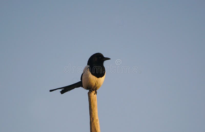 The Crow is Sitting on the Wood Stock Image - Image of forest, black ...
