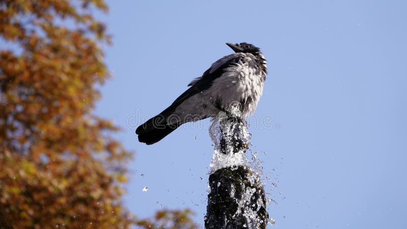 Crow Sitting on a Working Fountain Stock Photo - Image of washes ...