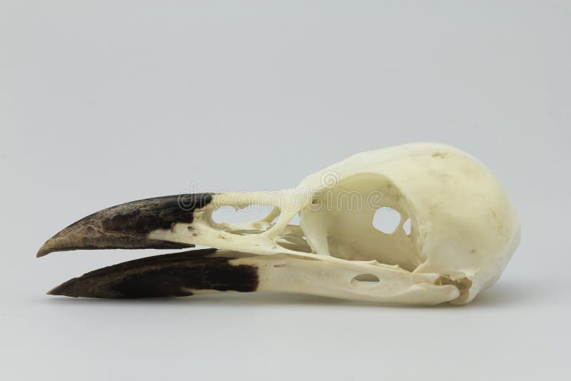Crow skull stock image. Image of crow, brain, bone, death - 52740975