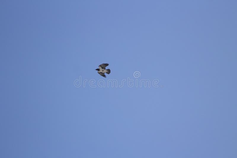 Crow in Sky. Bird in Flight Stock Photo - Image of autumn, crow: 256974204