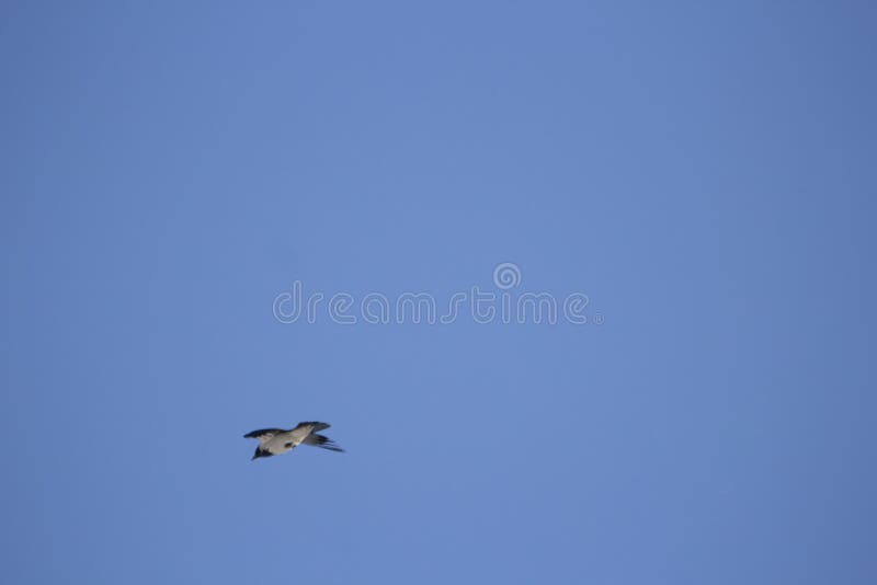 Crow in Sky. Bird in Flight Stock Photo - Image of separated, nature ...