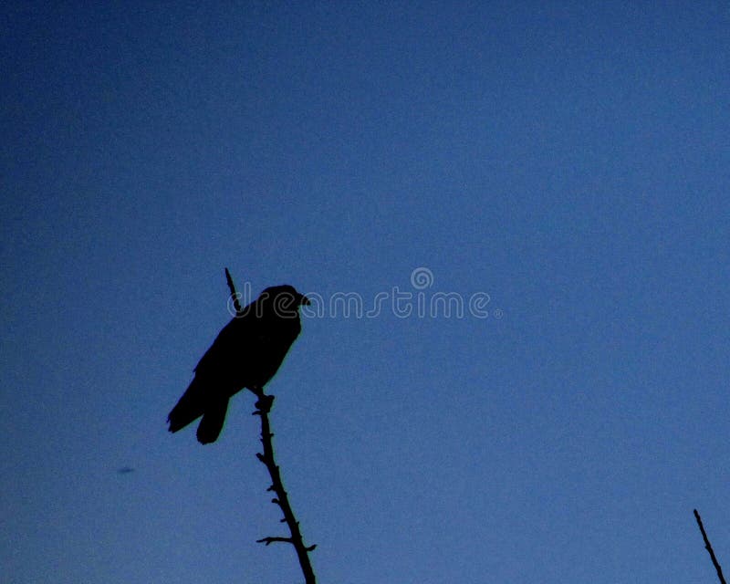 Sleeping Crow Stock Photos - Free & Royalty-Free Stock Photos from ...