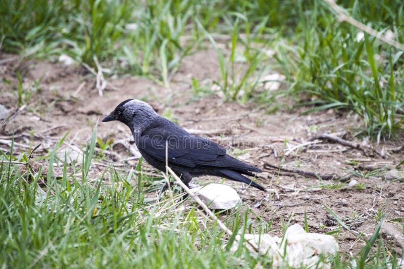Crow, Smart Crow Looking for Bait, Intelligent Bird-type Crow, Cute ...
