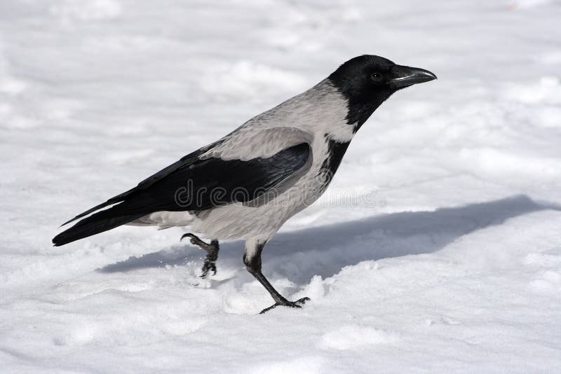 Crow on a snow stock image. Image of white, winter, crow - 4849909