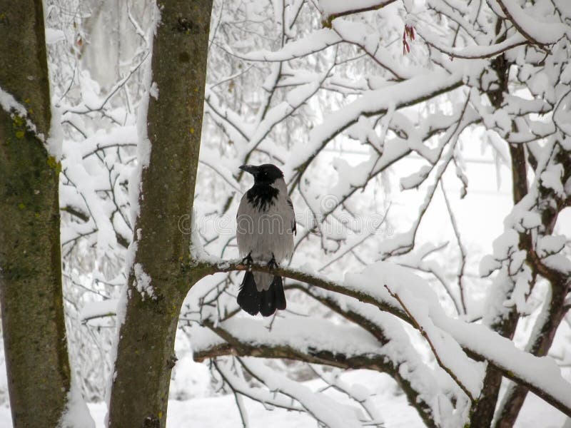Crow on Snow Covered Branches Stock Image - Image of corvus, grey ...
