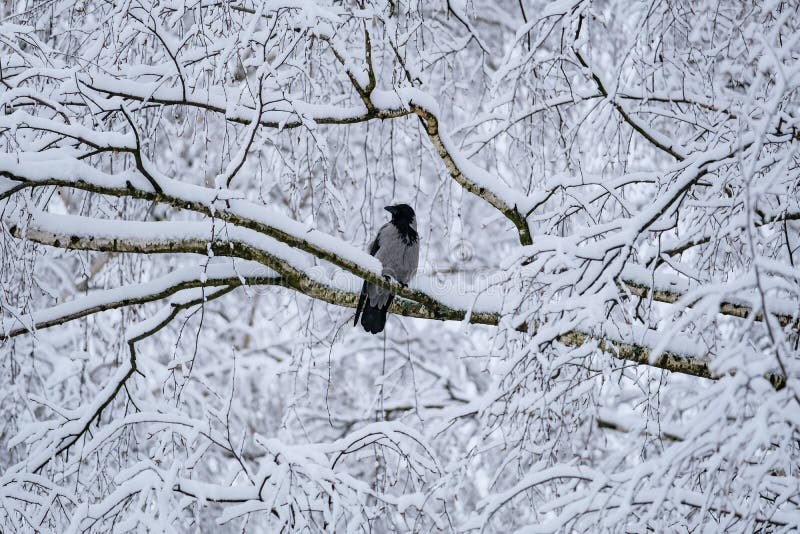 Crow on a frosty branch stock image. Image of corvus - 12677761
