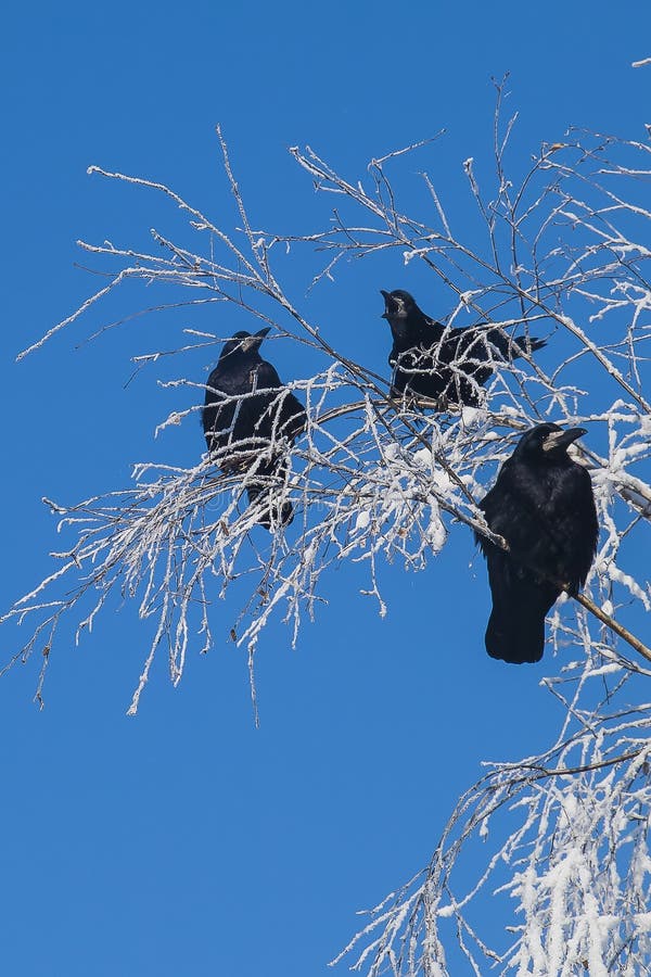 134 Crow Snow Covered Tree Photos - Free & Royalty-Free Stock Photos ...