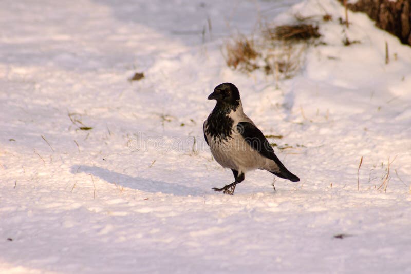 Crow on snow. stock photo. Image of bird, white, wildlife - 96575370