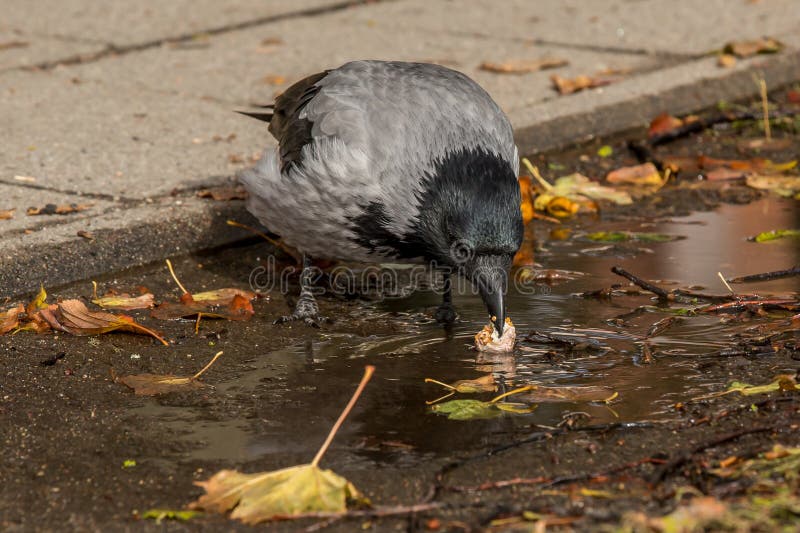 A Crow Soaks Food in a Puddle Stock Photo - Image of nature, sidewalk ...