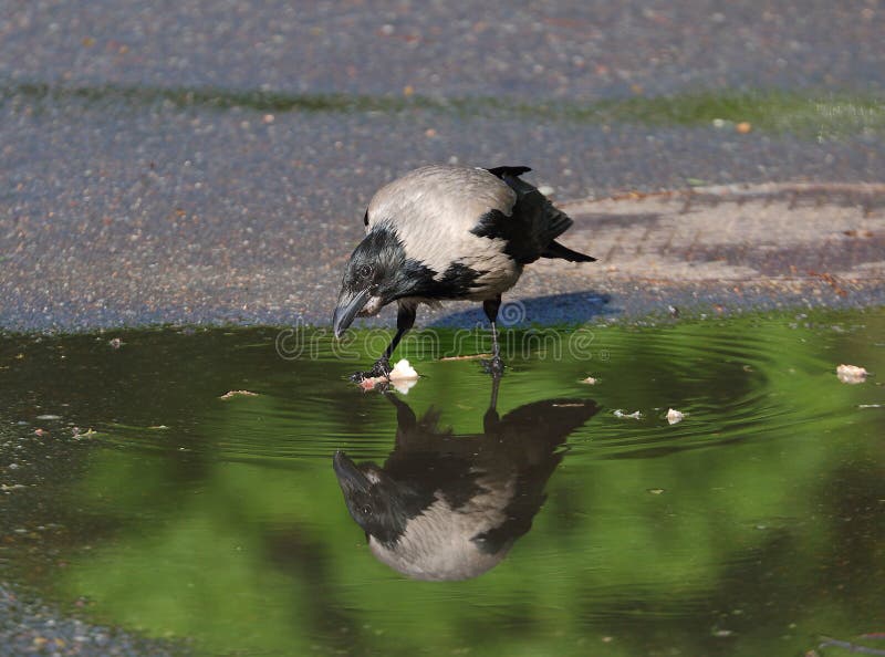Crow Soaks Solid Food in a Puddle on Asphalt Stock Photo - Image of ...