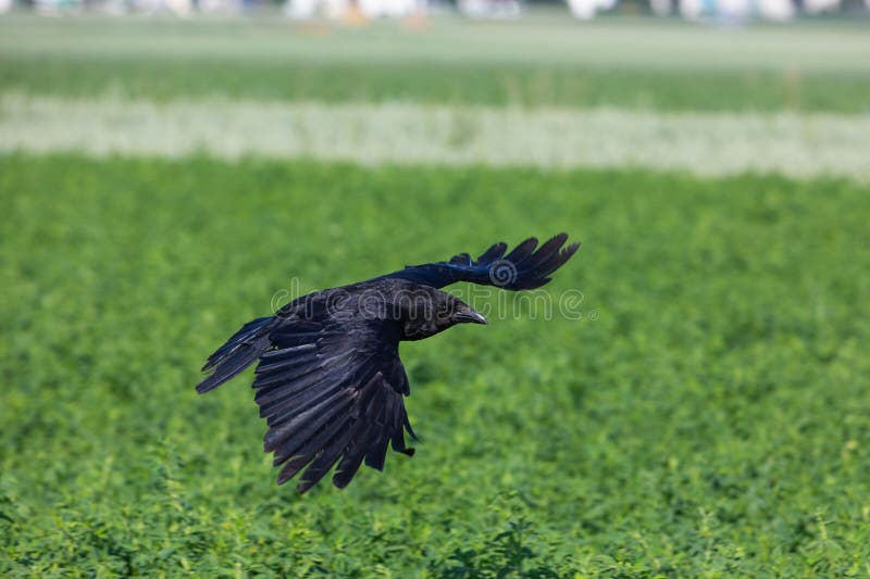 Crow Soaring Over a Green Field Stock Image - Image of field, wings ...
