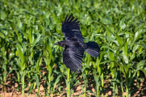 Crow Soars Above Corn Field Stock Image - Image of soaring, bird: 249474843