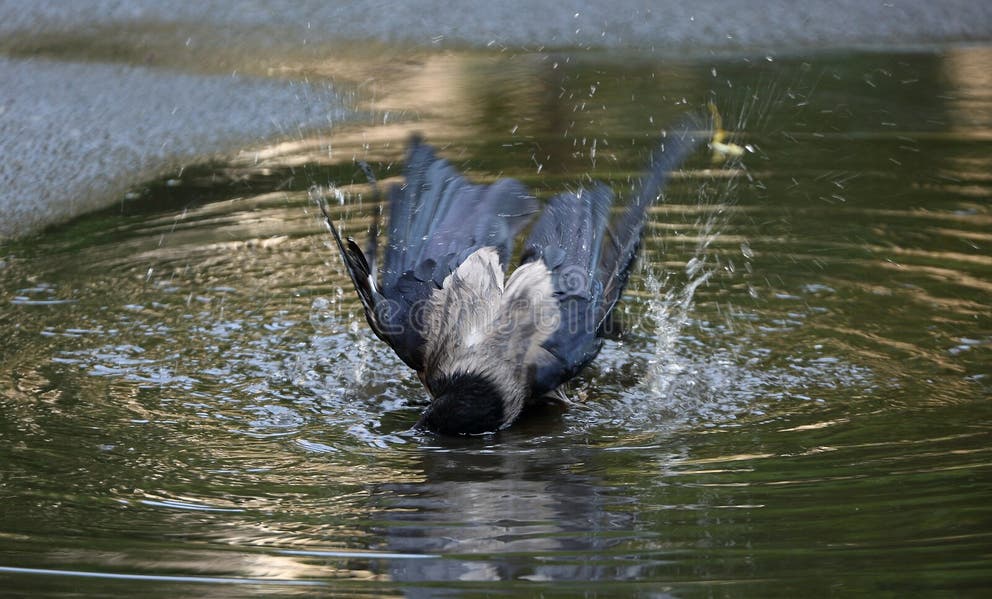 Crow with Splashes Bathes in a Puddle on the Asphalt Stock Photo ...
