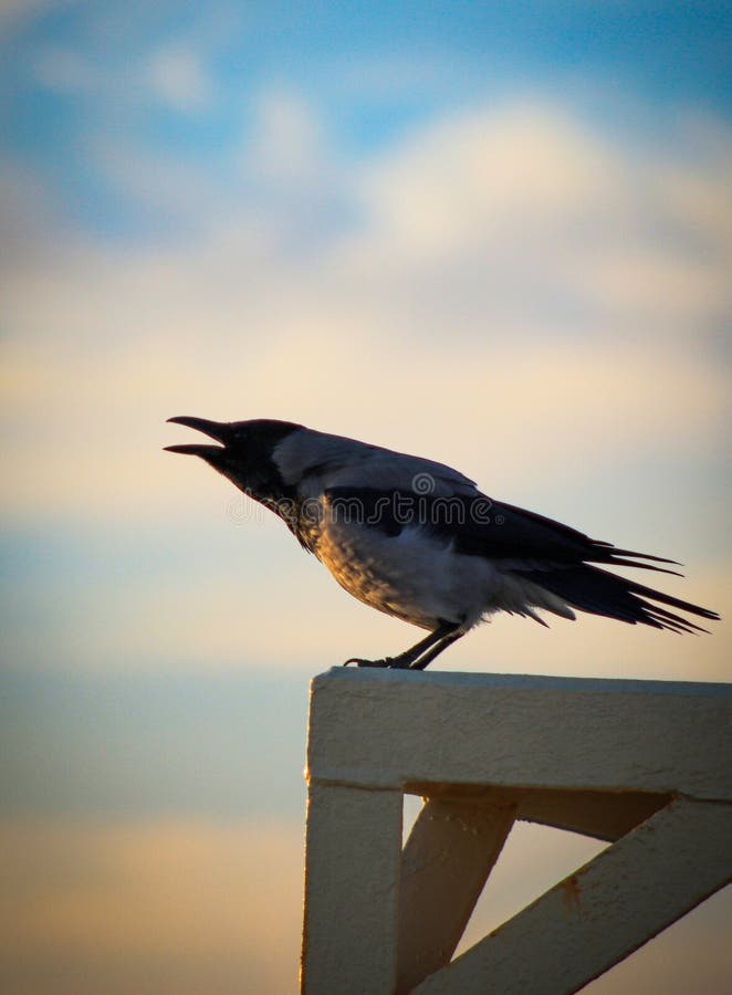 Crow spotted in Turkey stock photo. Image of raven, turkey - 235671354