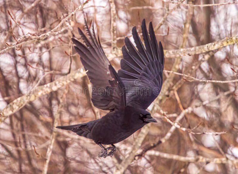Crow spreading wings stock image. Image of wings, wildlife - 266712743