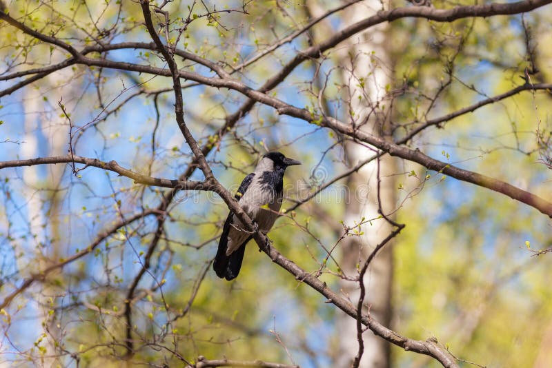 Crow Sitting On Spring Tree Stock Image - Image of crow, sitting: 55755017