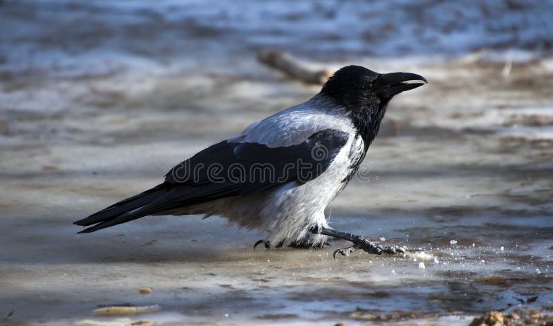 Crow Spring Forest Bird Feeder Stock Photos - Free & Royalty-Free Stock ...