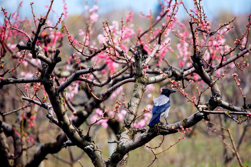 Crow in spring garden stock image. Image of spring, jackdaw - 39216435