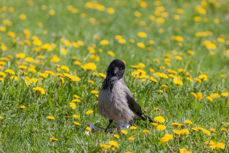 Crow in the spring meadow stock photo. Image of animals - 135627948