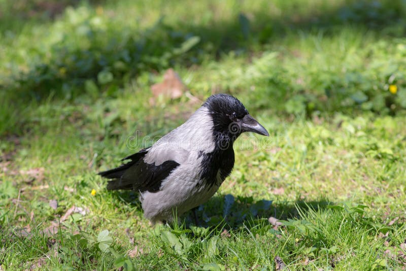 Crow in spring stock image. Image of feather, season - 55755005