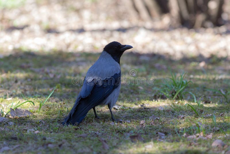 Crow in spring stock photo. Image of outdoor, spring - 145364392