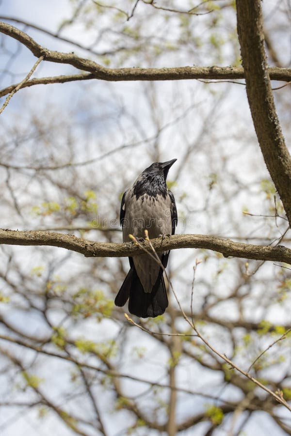 Crow in spring stock photo. Image of sunlight, branches - 40335662