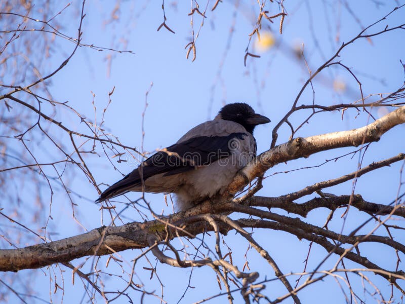 Crow on a Spring Tree Branch Stock Image - Image of branch, wildlife ...