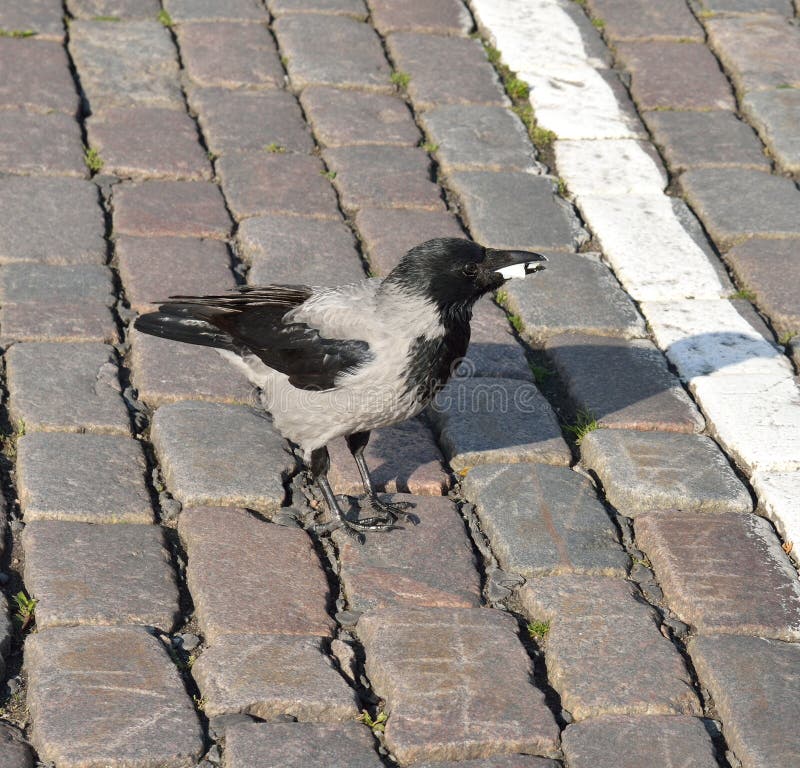 Crow on square stock image. Image of food, looking, creature - 62940839