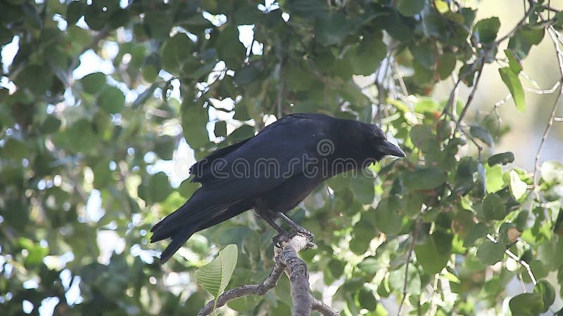 Black Eurasian Coot Duck Bird Perching on Reeds on the Water Surface ...