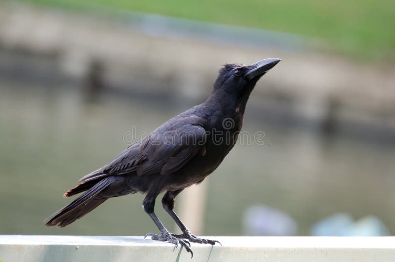 Crow stand stock photo. Image of nature, dusit, stand - 24431714