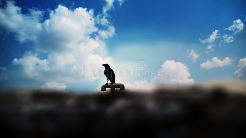 A Crow is Standing Alone with the Beautiful Blue Sky and Clouds Stock ...