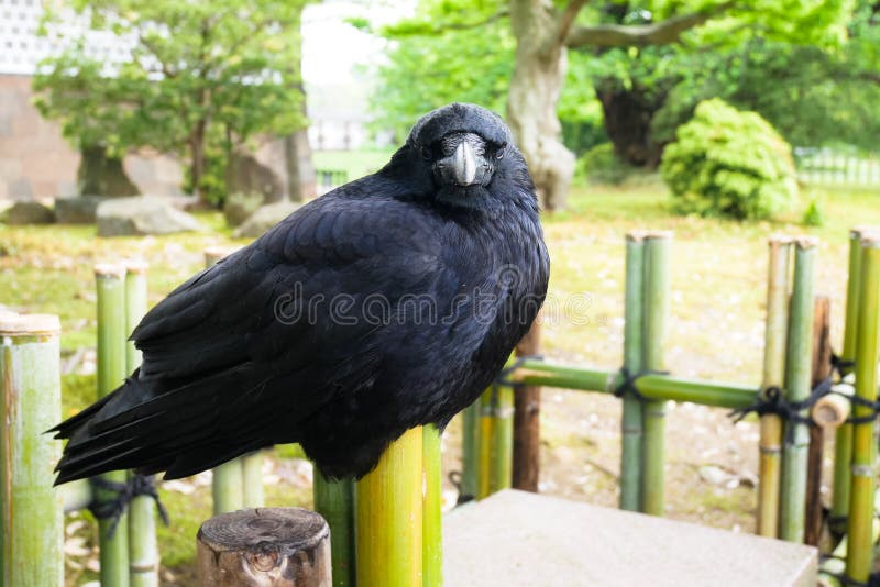 Staring Crow Standing on a Floor, Close Up Photography Stock Image ...