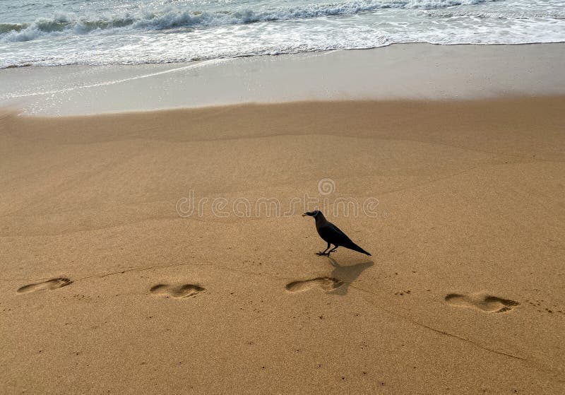 Crow Standing on the Ground Stock Image - Image of finch, standing ...