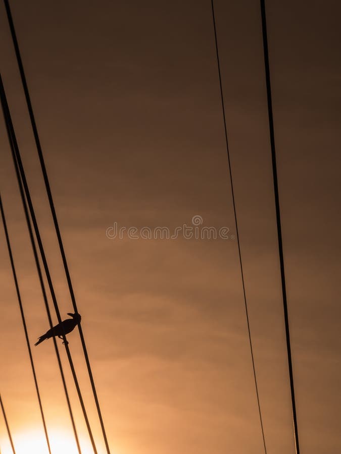 Crow on Power Line in Black and White Stock Image - Image of industrial ...