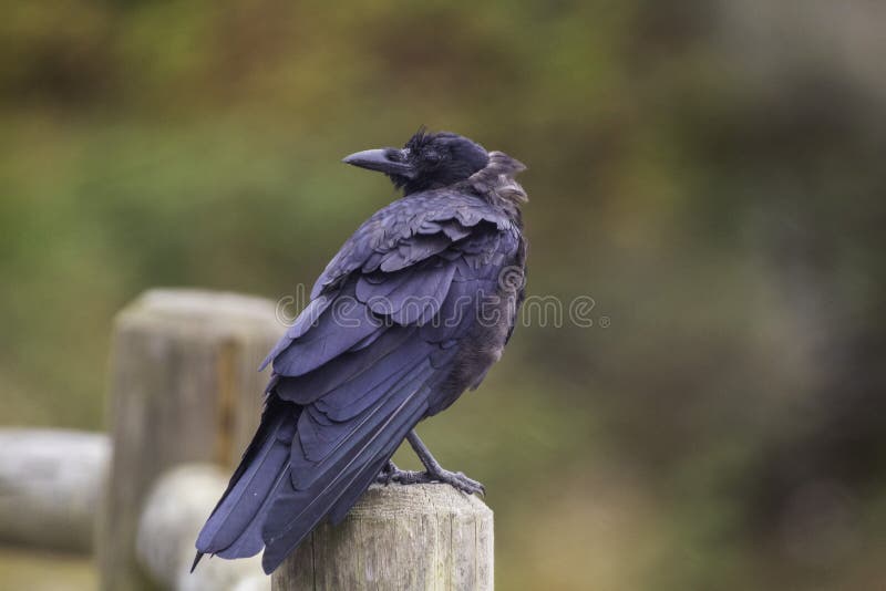 A crow standing on a fence stock photo. Image of looking - 256506626
